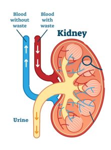 Flow of Blood and Urine - Renes Care