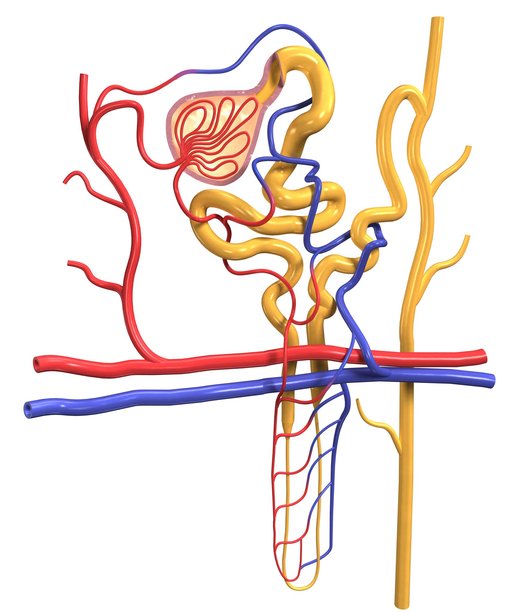 Structure of Nephron - Renes Care
